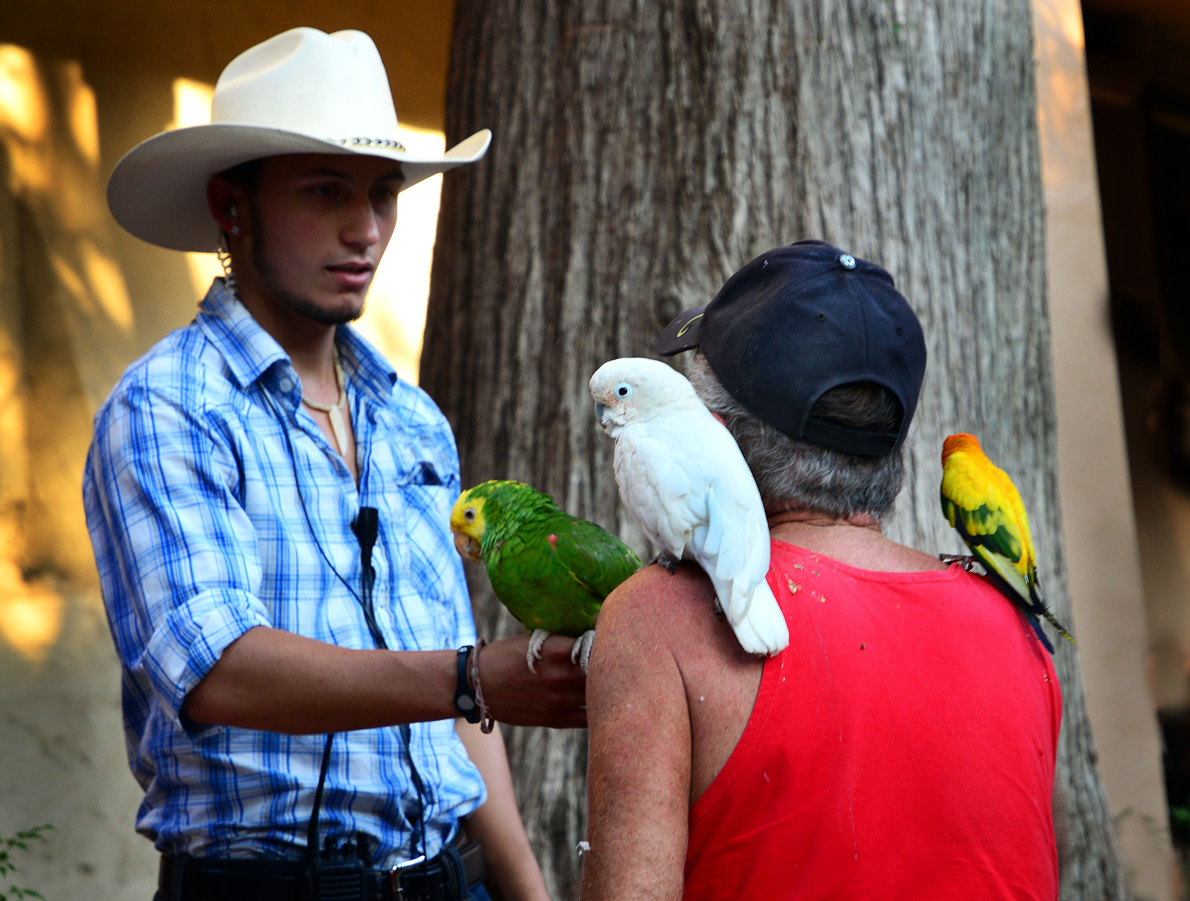 The Bird Guy Hawaii at Leo Gilruth blog